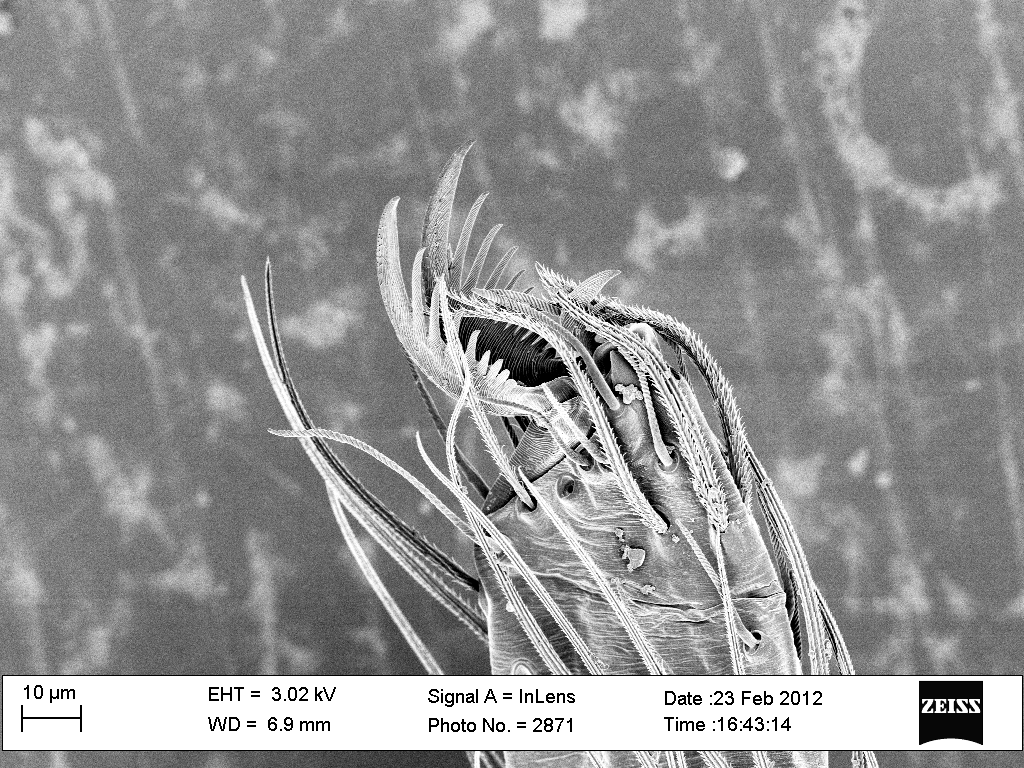 WCFTO: Nano SEM pictures